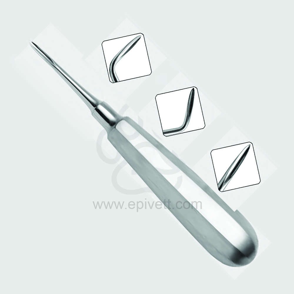 Canine Root Elevator Veterinary Dental Instrument Dentistry Tools – EPISURG Group of Industries